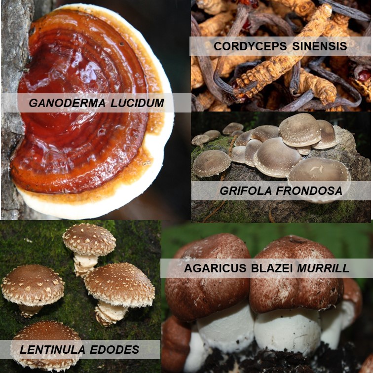 La sinergia fungina nel trattamento dell’osteoartrite - L'altra ...